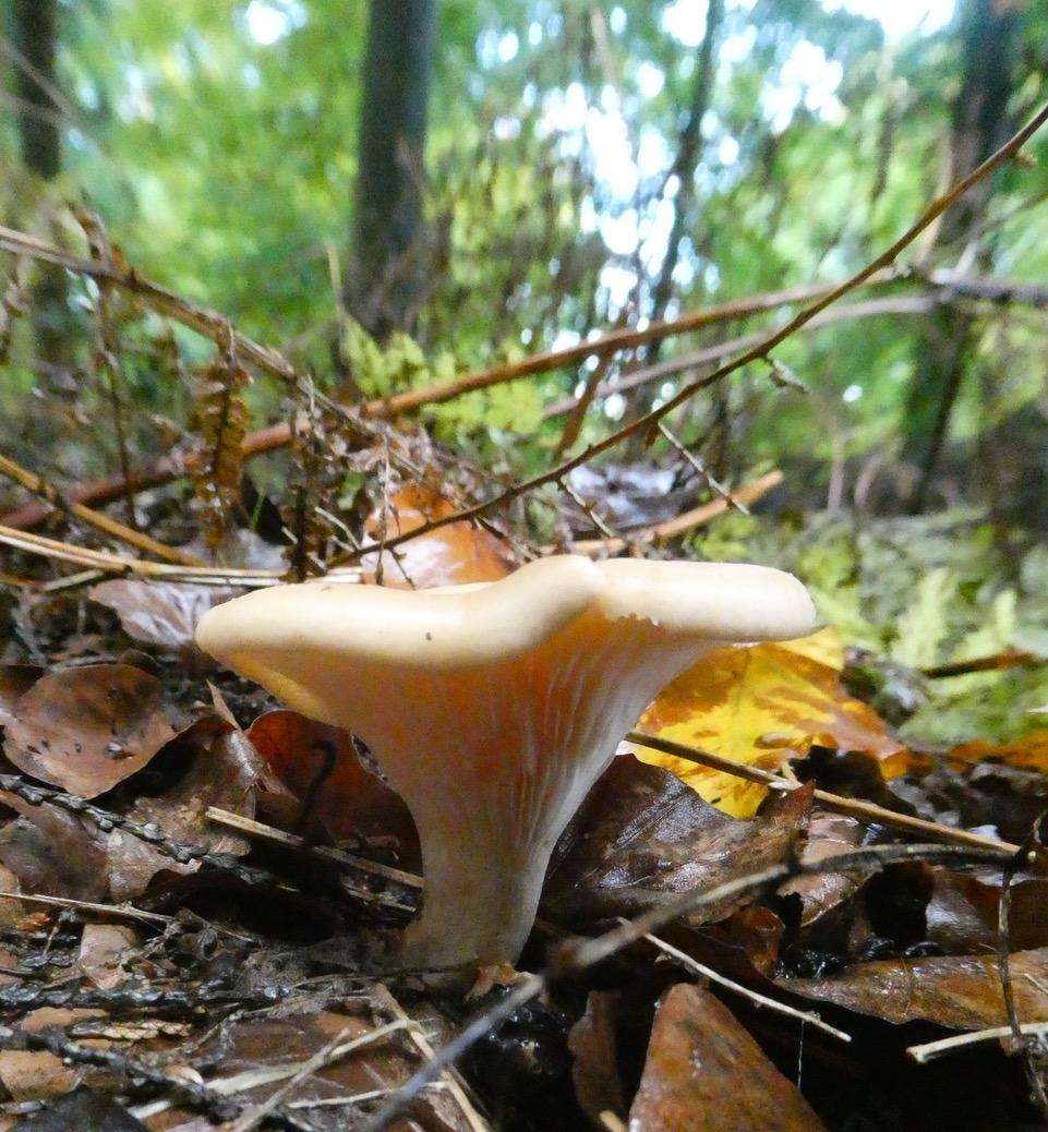 Fantastic fungi of Bagley Wood | The Oxford Sausage