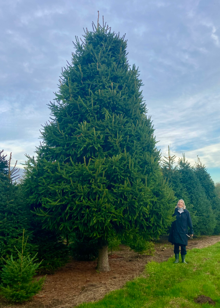 Anne Elliott and her Christmas trees | The Oxford Sausage