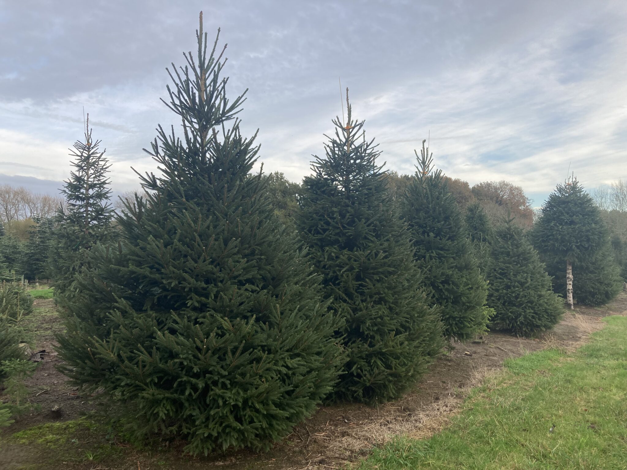 Anne Elliott and her Christmas trees | The Oxford Sausage